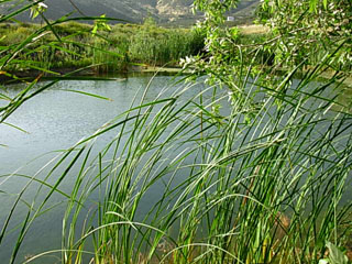 Firestone Ranch, Agua Dulce, California