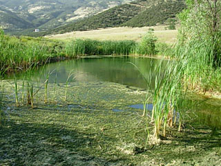 Firestone Ranch, Agua Dulce, California