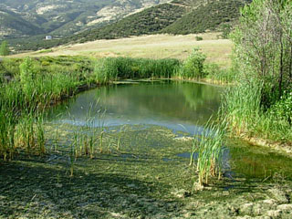 Firestone Ranch, Agua Dulce, California